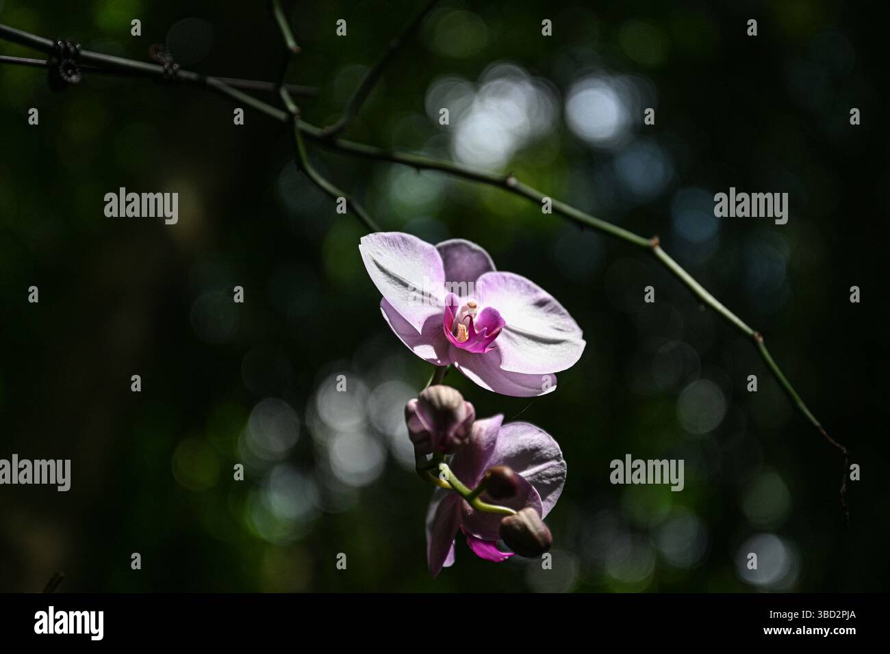 (250522) -- BAOTING, May 22, 2025 (Xinhua) -- This photo taken on May ...