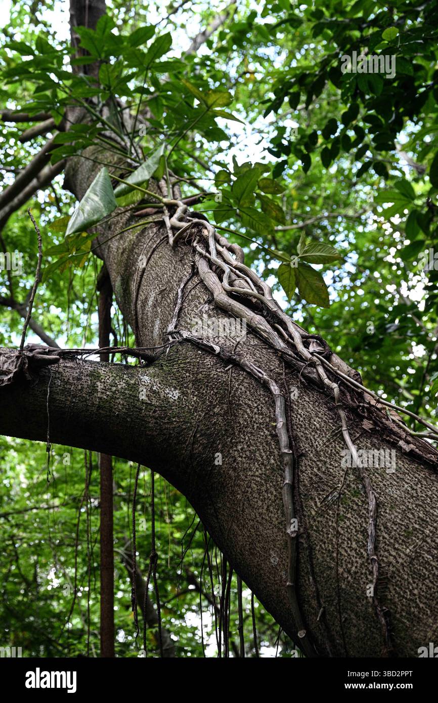 (250522) -- BAOTING, May 22, 2025 (Xinhua) -- This photo taken on May ...