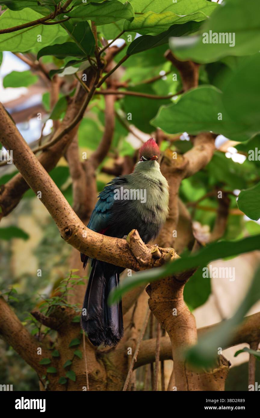 Fischer's Turaco, Tauraco fischeri Stock Photo - Alamy