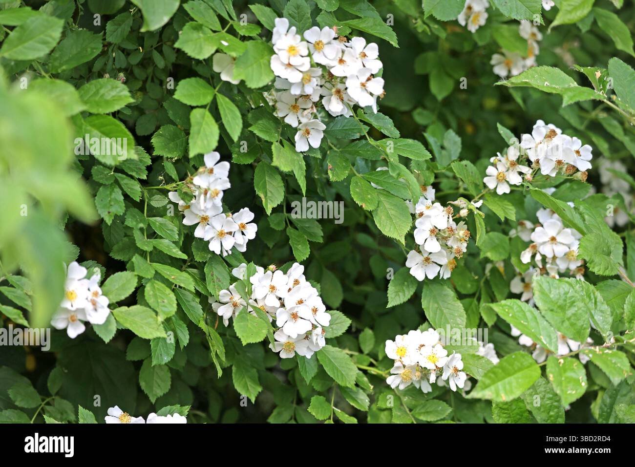 Vielblütige Rosen Die Büschelrose, auch als Polyantha-Rose bekannt ...
