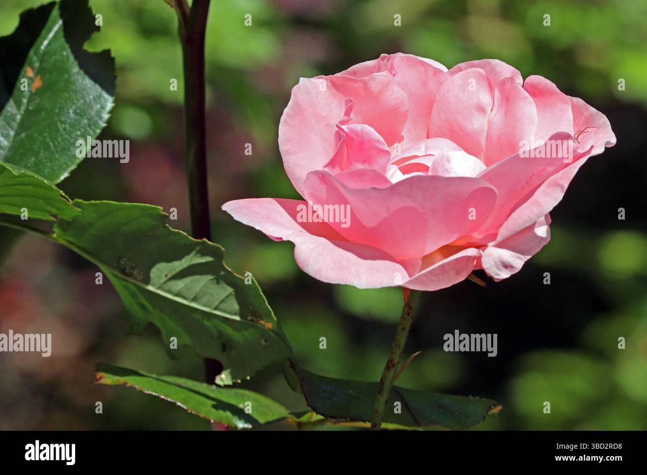 Rosen in Hausgärten Eine Rosenblüte der Sorte The Queen Elizabeth Rose ...