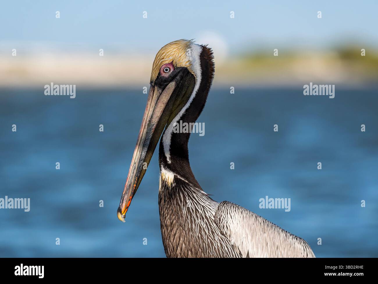 Rio Lagartos, Yucatan, USA. 13th Mar, 2025. A beautiful pelican sits in ...