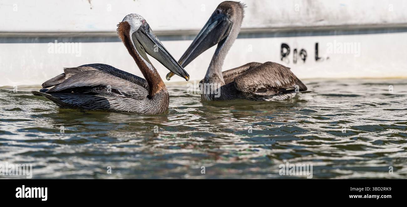 Rio Lagartos, Yucatan, USA. 13th Mar, 2025. A beautiful pelican sits in ...