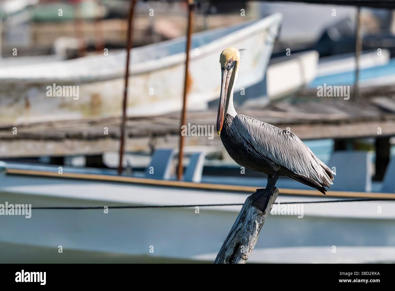 Rio Lagartos, Yucatan, USA. 13th Mar, 2025. A beautiful pelican sits in ...