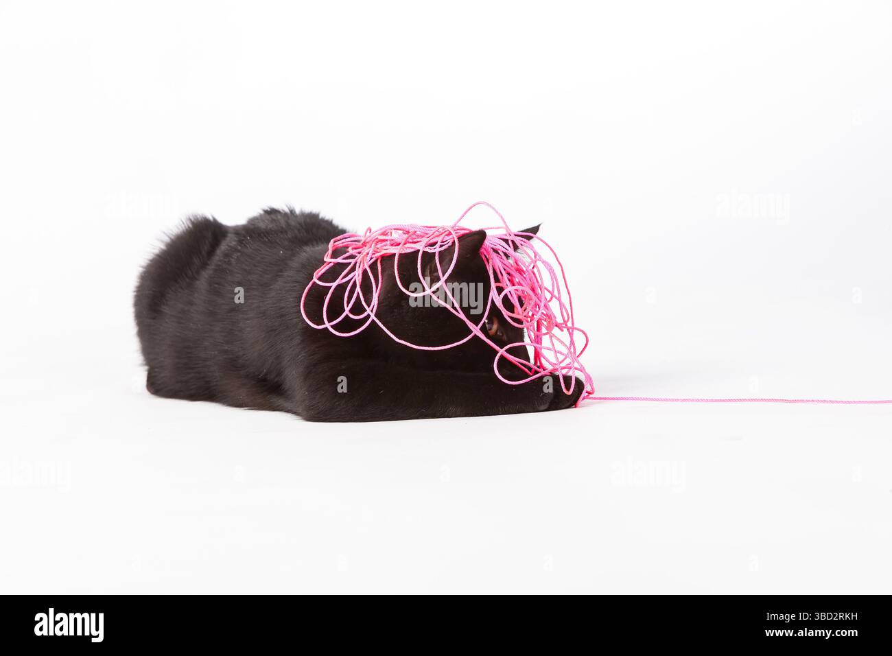 Concord, Nc, USA. 30th Nov, 2009. A black kitten plays in a studio ...