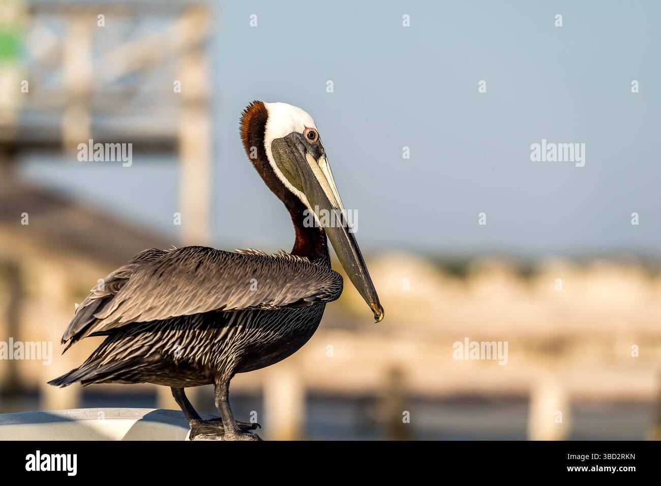 Rio Lagartos, Yucatan, USA. 13th Mar, 2025. A beautiful pelican sits in ...