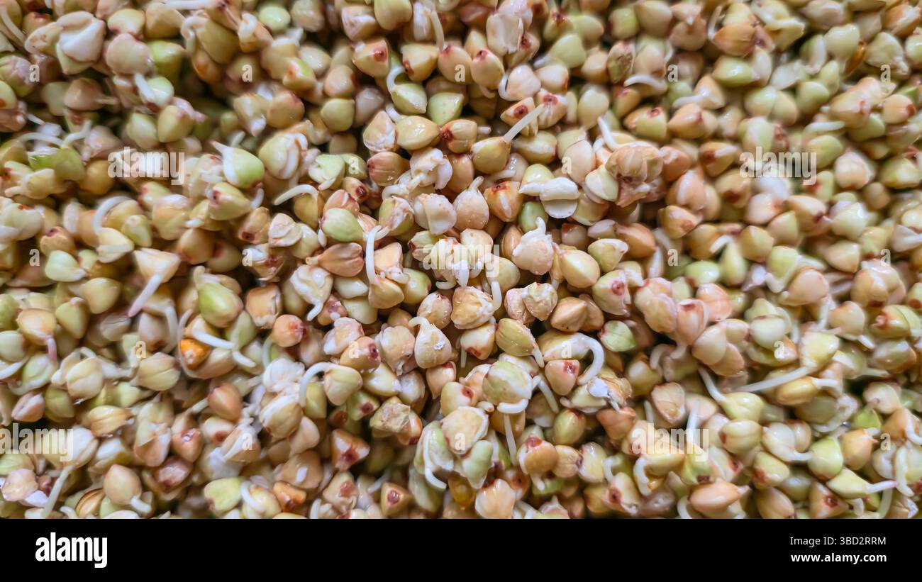 Organic sprouted buckwheat seeds hi-res stock photography and images ...
