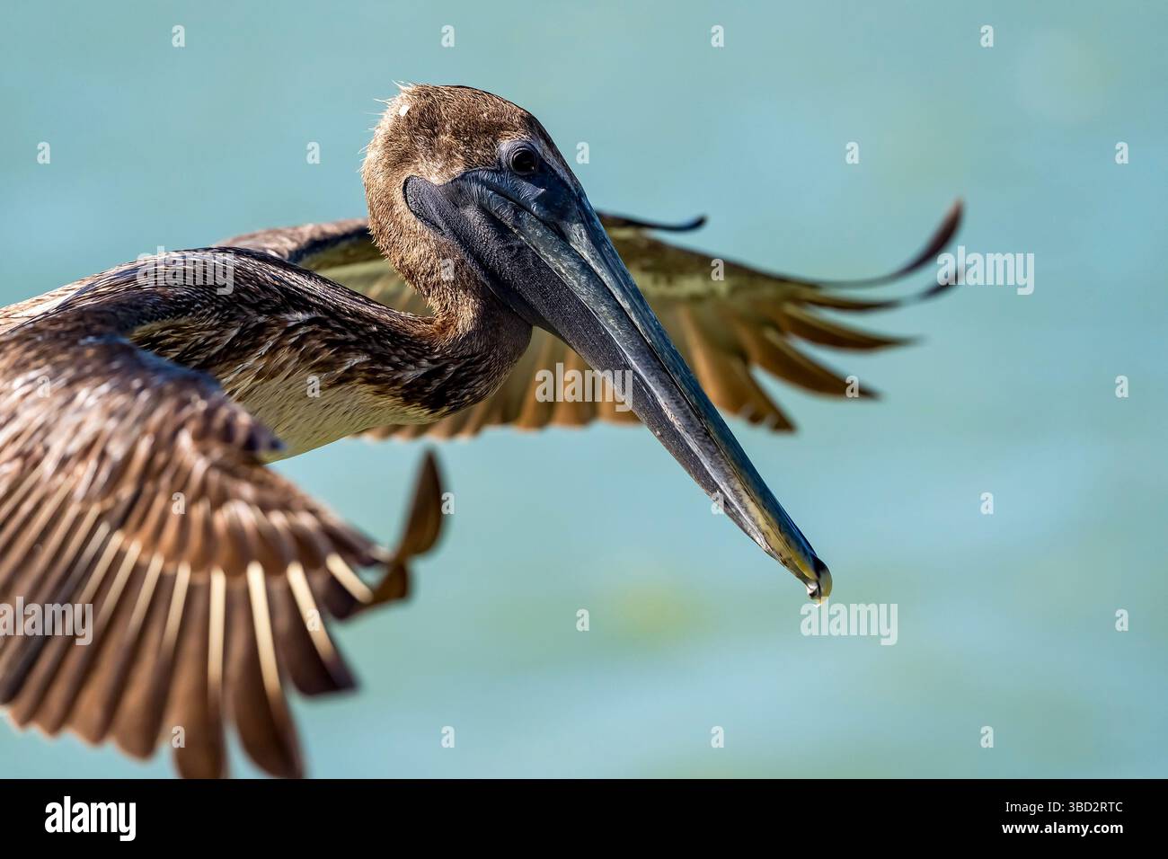 March 13, 2025, Rio Lagartos, Yucatan, USA: A beautiful pelican glides ...
