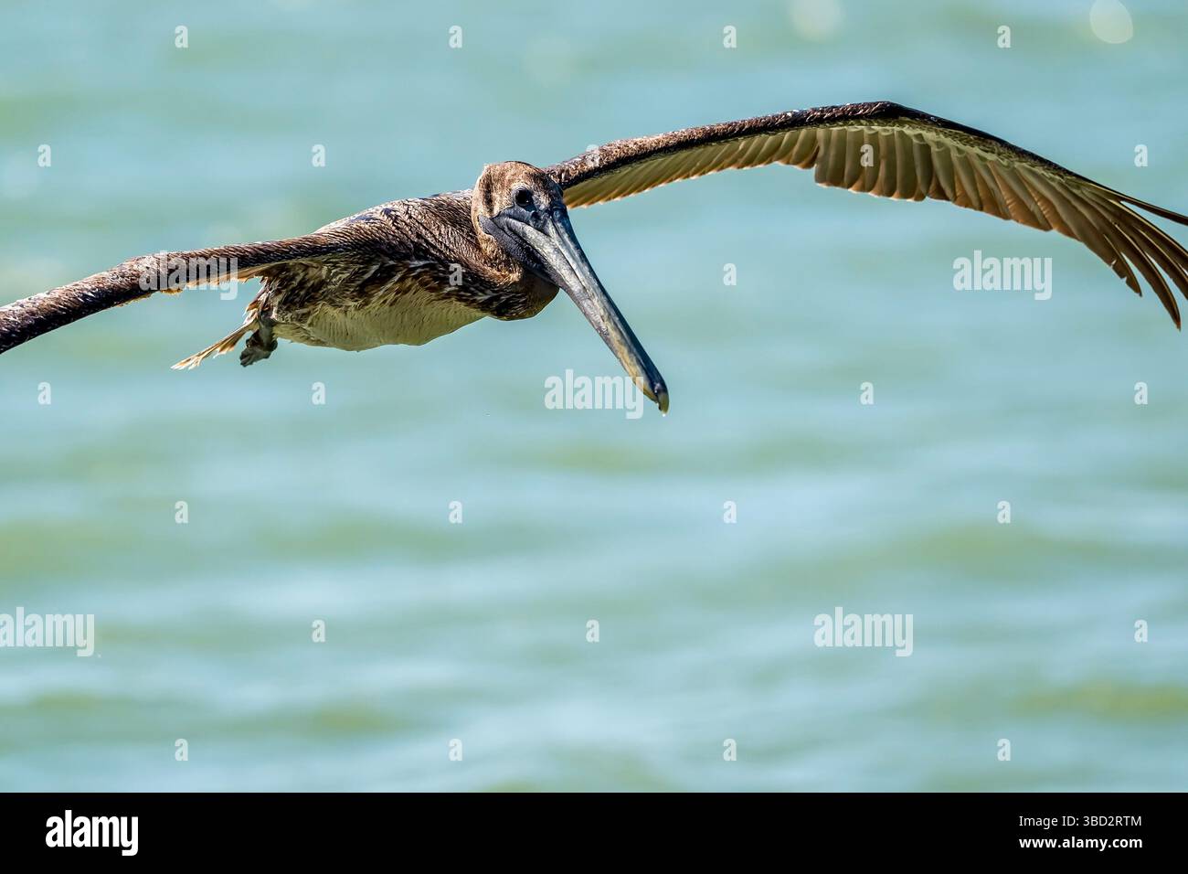March 13, 2025, Rio Lagartos, Yucatan, USA: A beautiful pelican glides ...