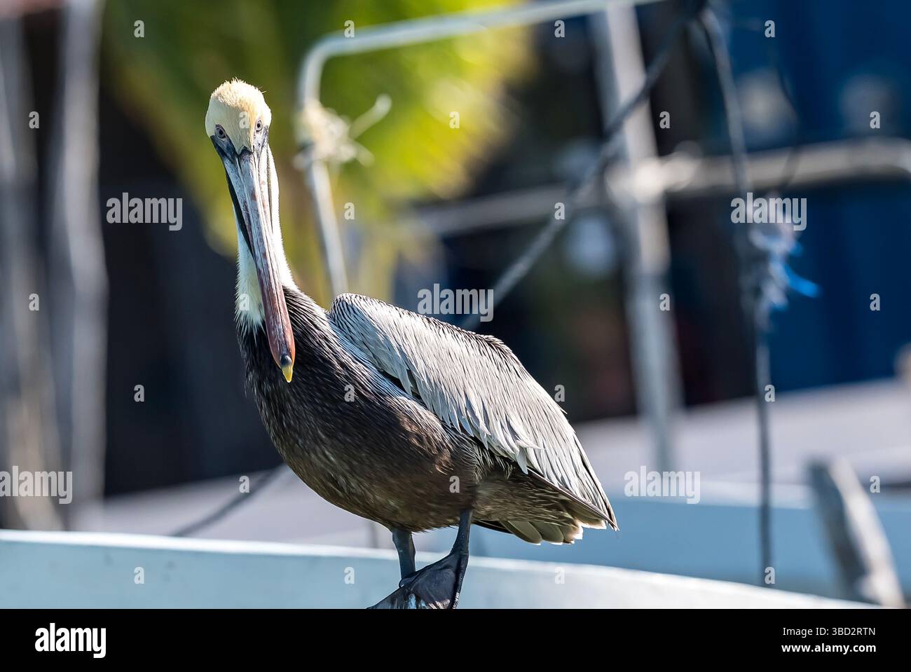 Rio Lagartos, Yucatan, USA. 13th Mar, 2025. A beautiful pelican sits in ...