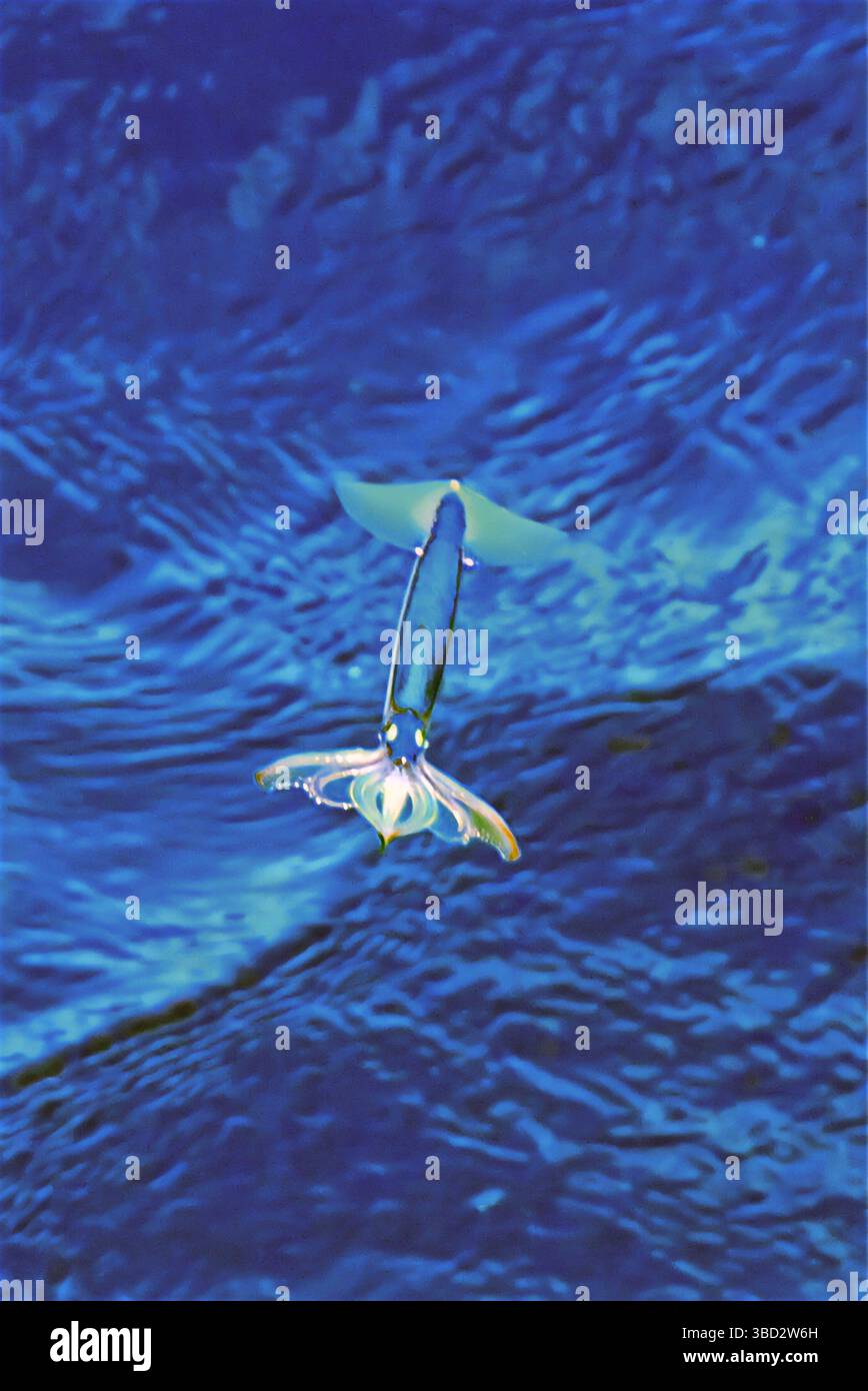 A neon Flying Squid (Omnastrephes Bartramii Stock Photo - Alamy