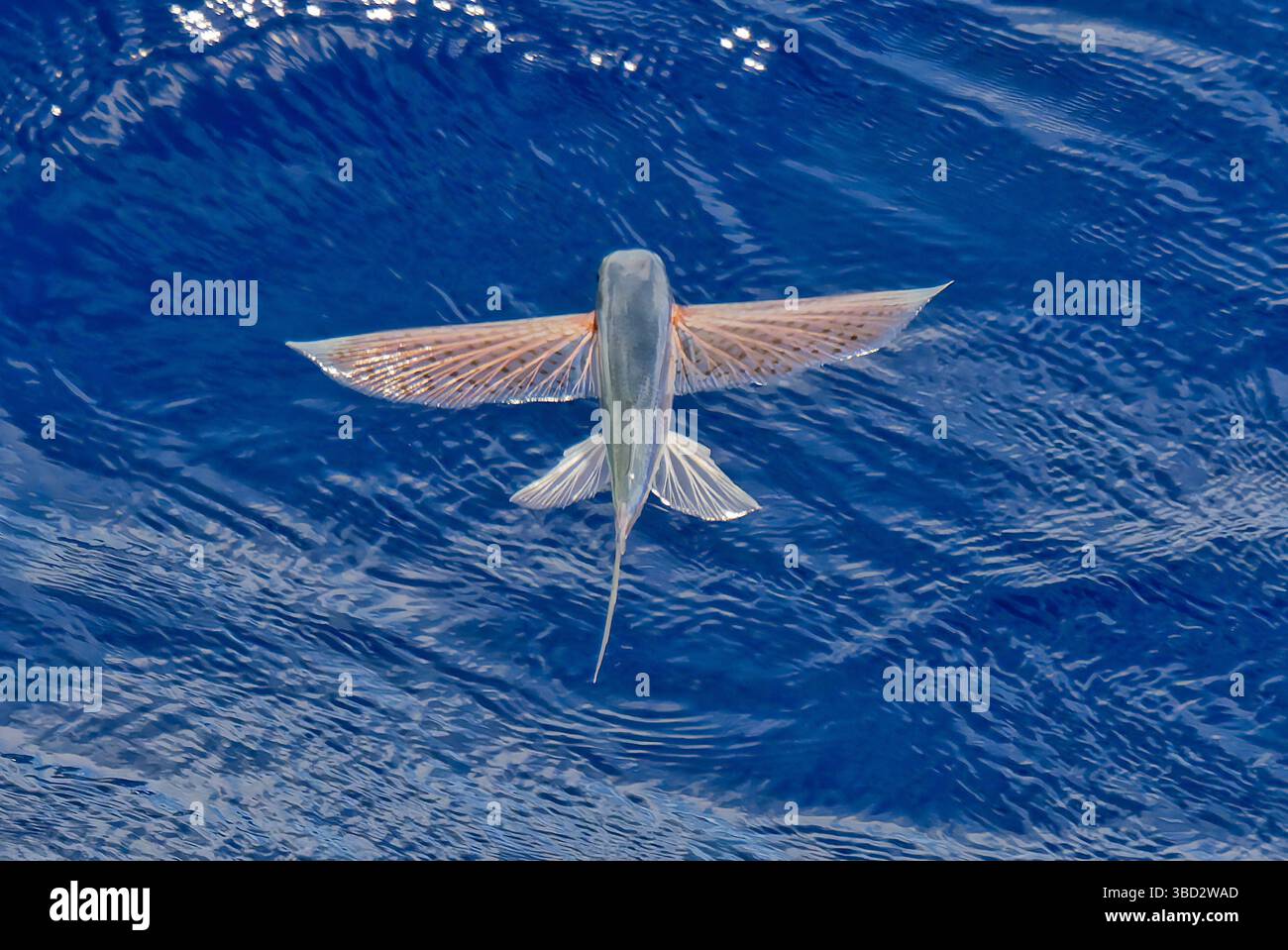 An Easter Island Flying Fish (Cheilopogon rapanouiensis Stock Photo - Alamy