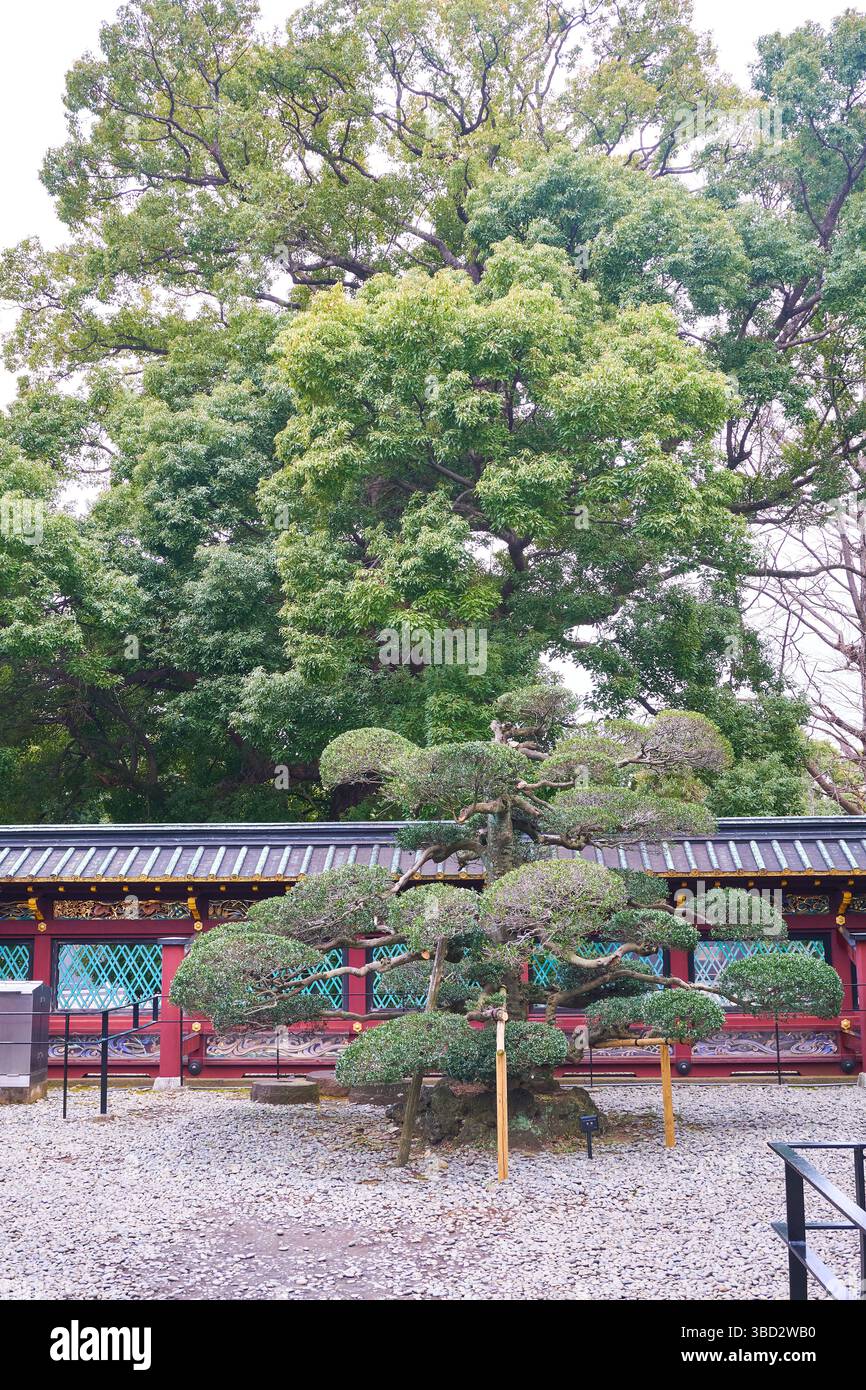 Set bonsai tree isolated hi-res stock photography and images - Alamy