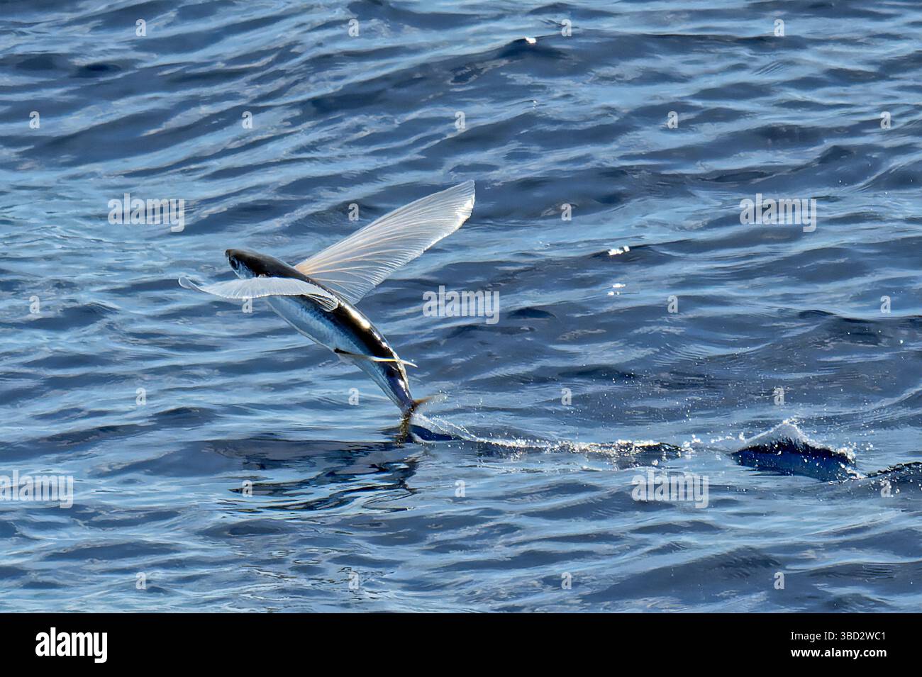 Flying fish (Exocoetidae) skim the water with their tails to continue ...