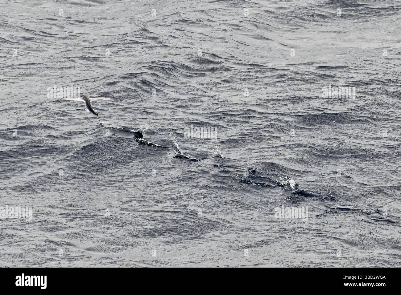 Flying fish (Exocoetidae) skim the water with their tails to continue ...
