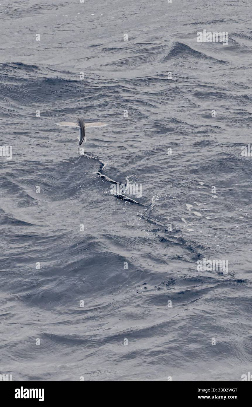 Flying fish (Exocoetidae) skim the water with their tails to continue ...