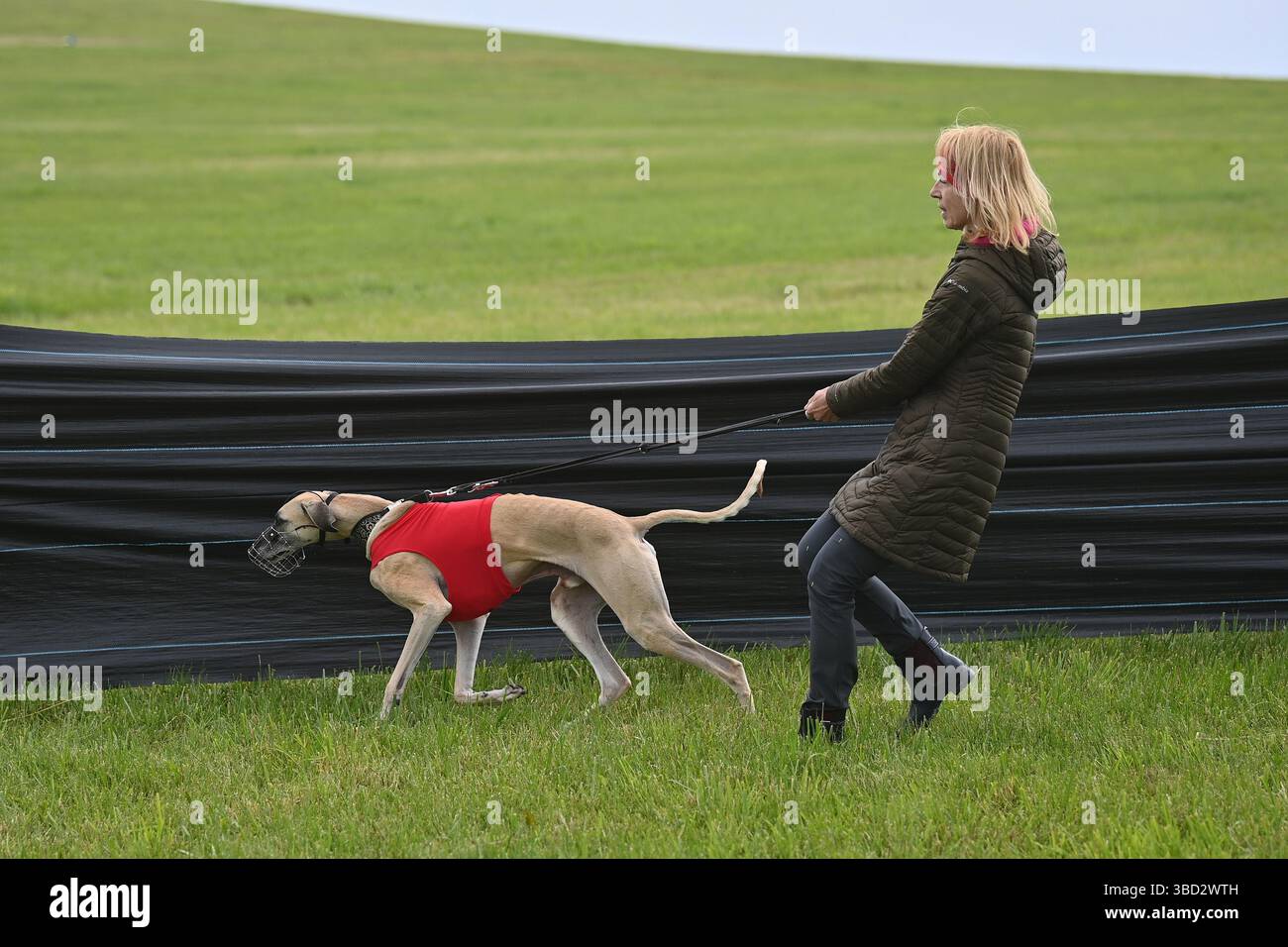 FCI World Championship in greyhound Lure coursing in Heipark Tosovice ...