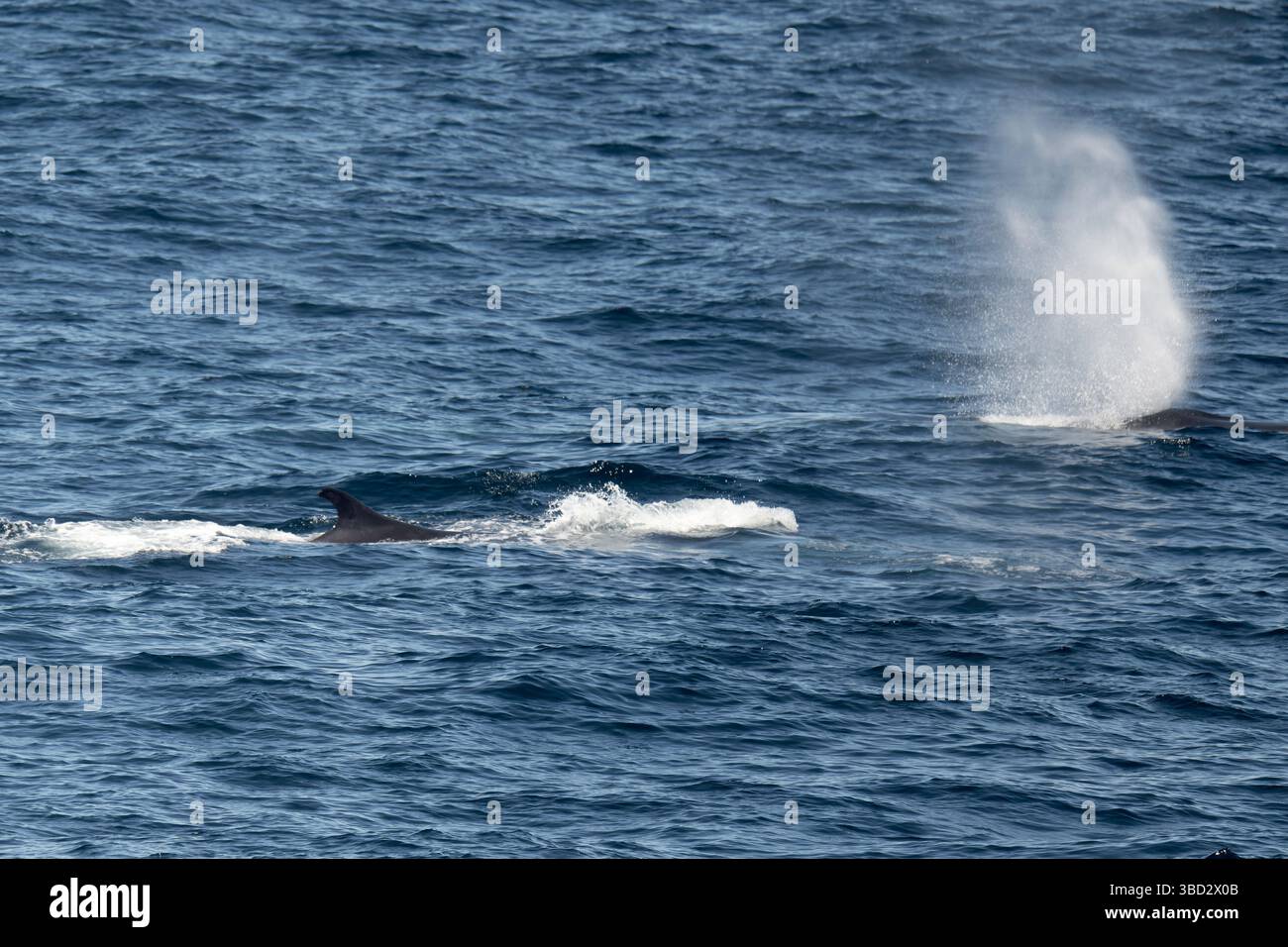 Whale blowing spray hi-res stock photography and images - Alamy
