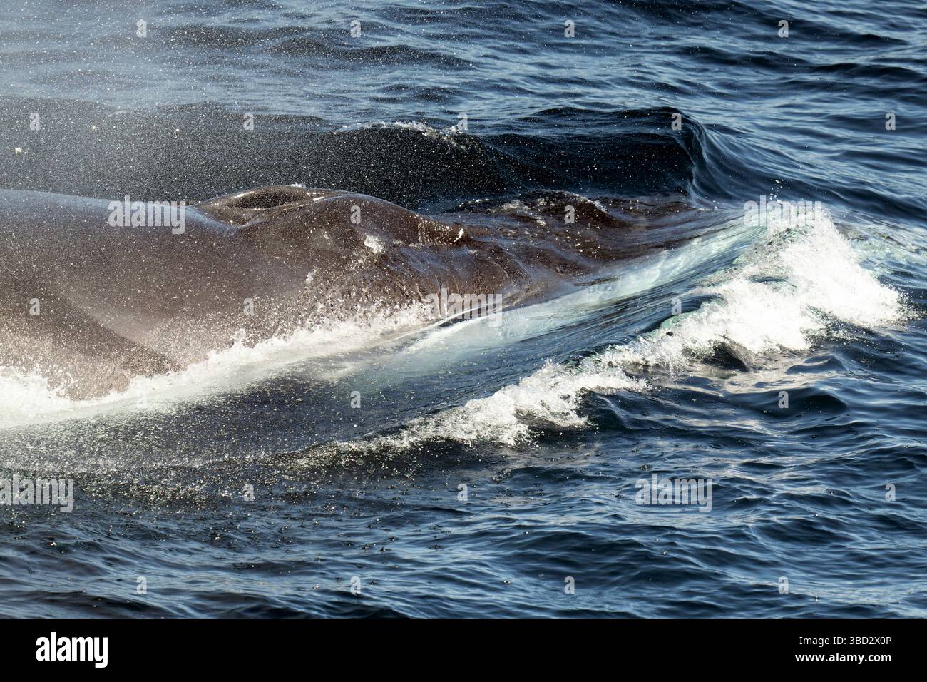 A Fin whale clearly showing the white right hand marking underneath the ...