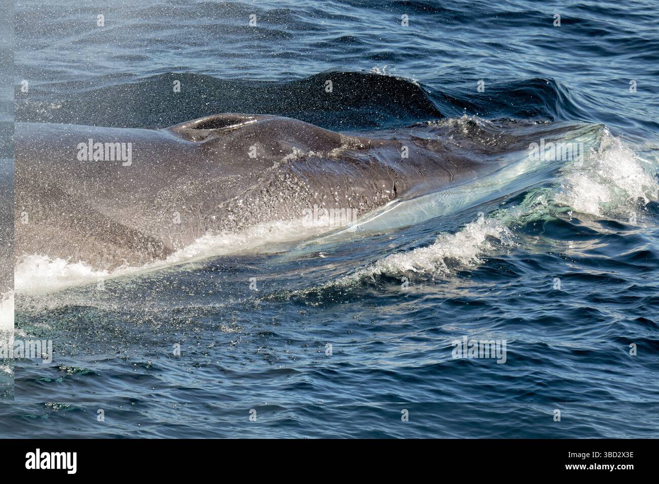 A Fin whale clearly showing the white right hand marking underneath the ...