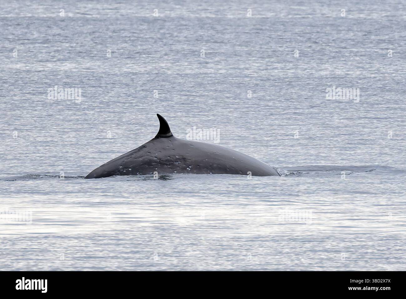 A sei whale in the magellan strait, Chile Stock Photo - Alamy