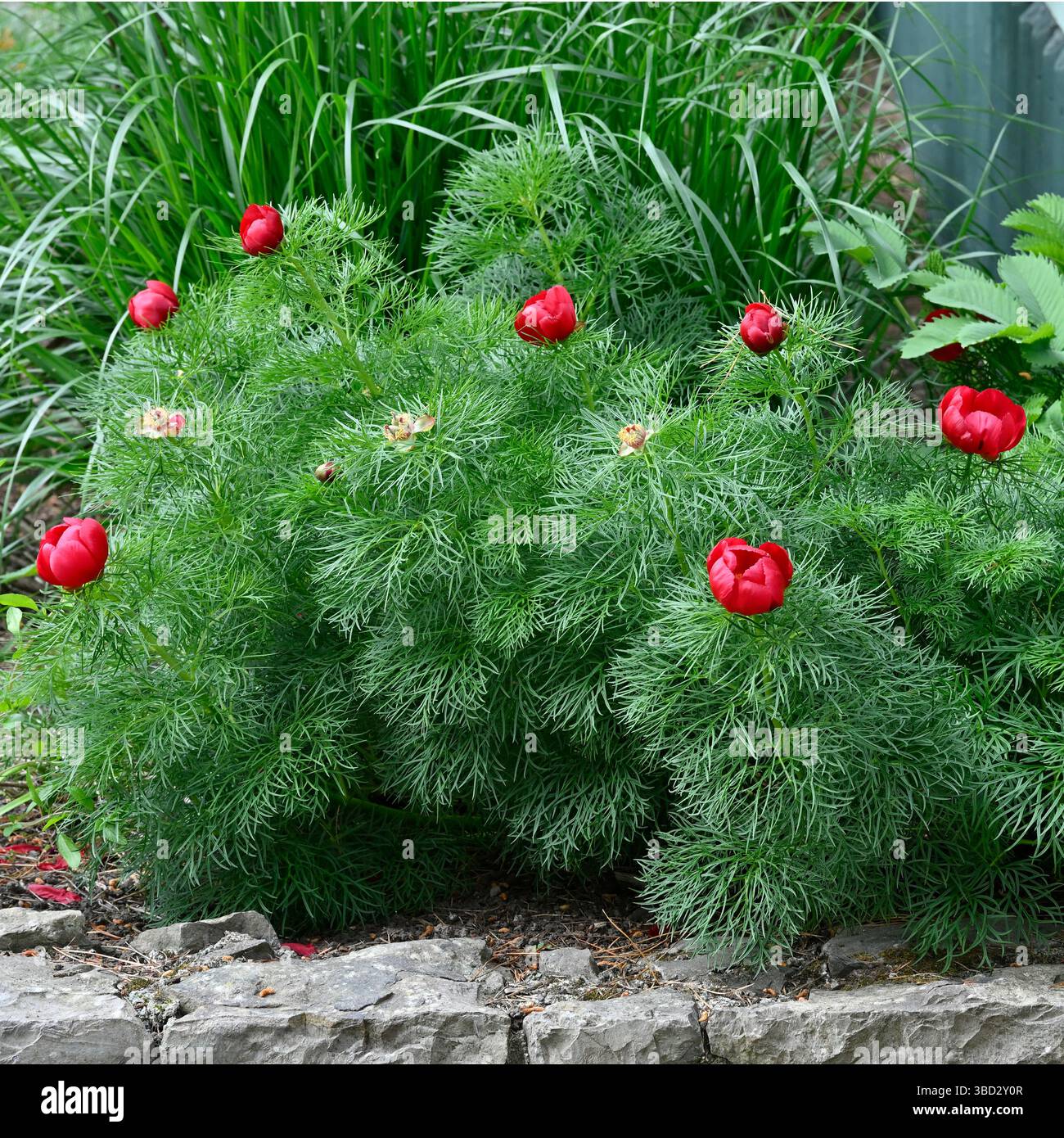 Vivid red spring flowers and lacy foliage of fernleaf peony, Paeonia ...