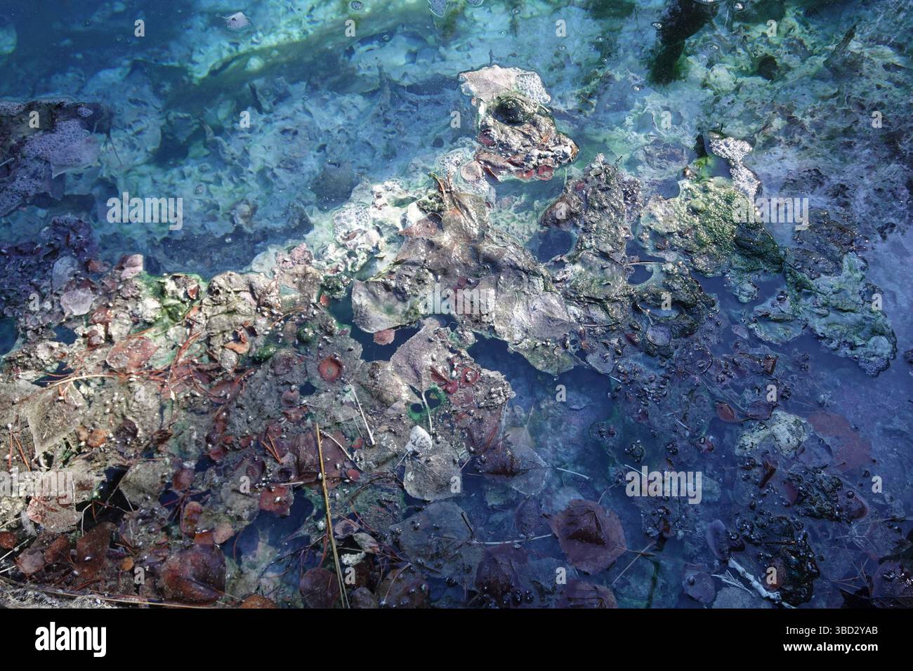 Banff Cave and Basin pool with Banff Spring Snails Stock Photo - Alamy