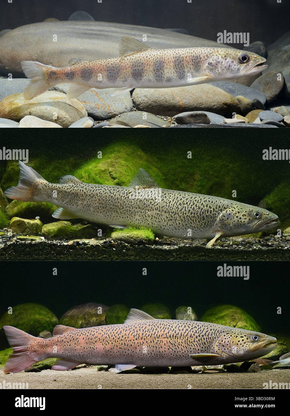 (250522) -- CHENGDU, May 22, 2025 (Xinhua) -- This undated file combo ...