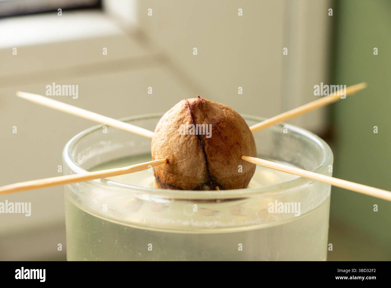 Growing avocado from a seed in a glass over water at home on a ...