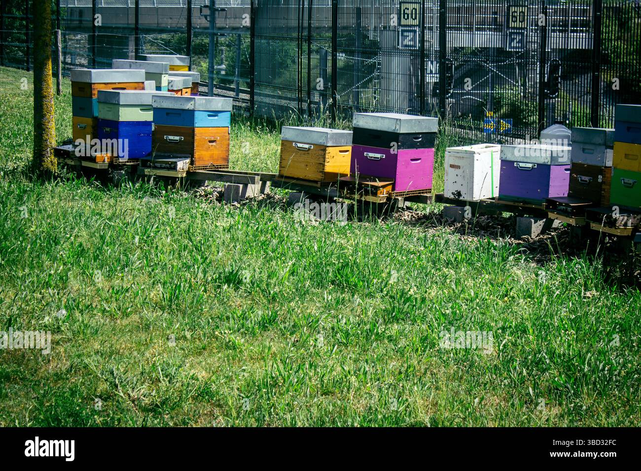Reims, France, May 22, 2025 A local beekeepers hives have been placed ...