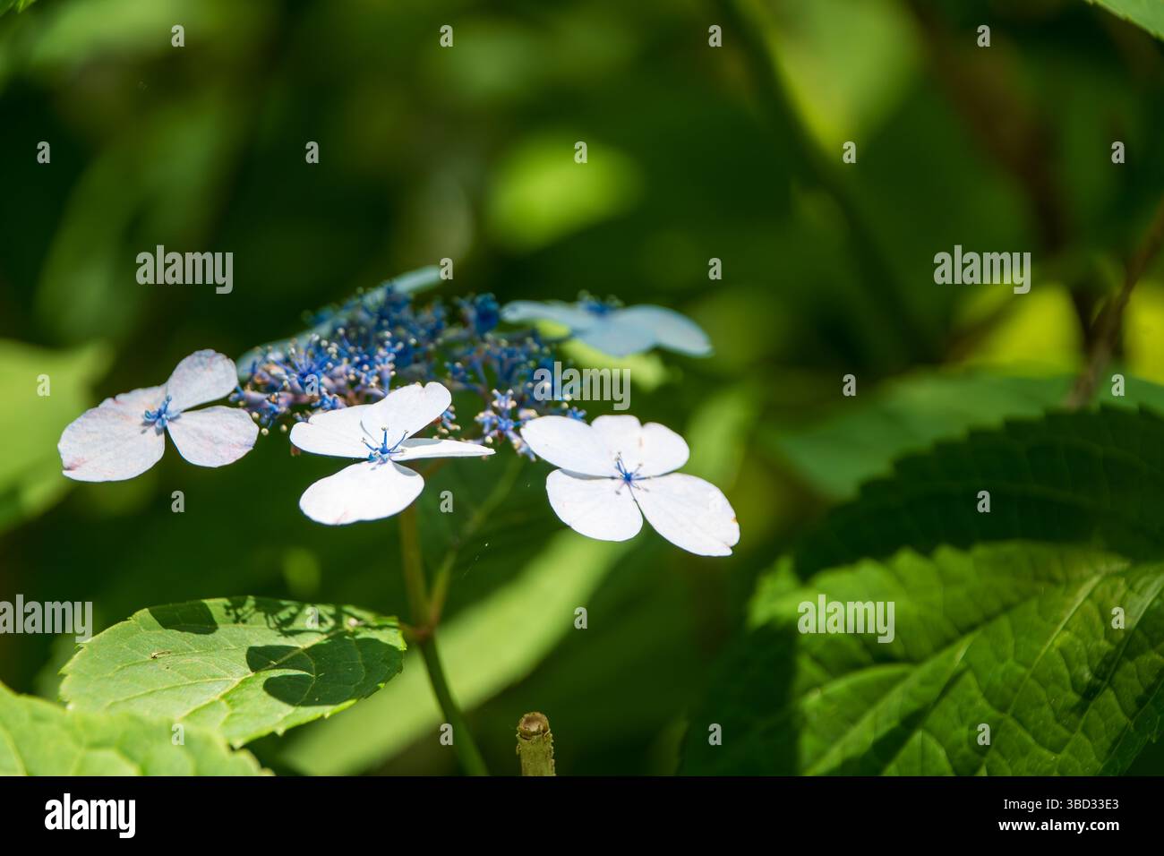 Lacecap Hydrangea Blooms with Blue Buds and White Bracts Stock Photo - Alamy
