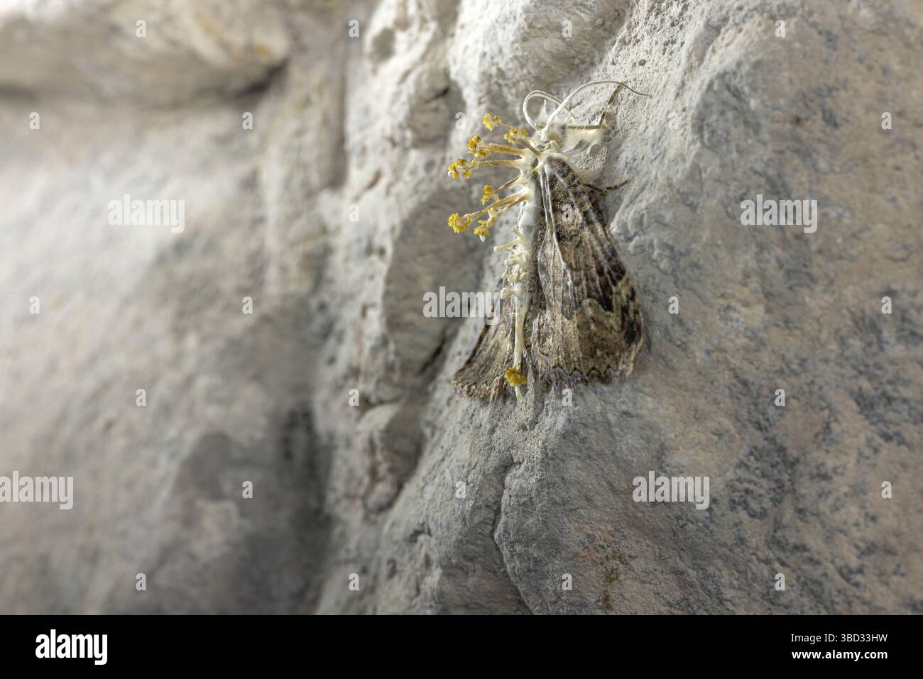 Closeup butterfly Tissue moth (Triphosa dubitata) infected by mycelium ...