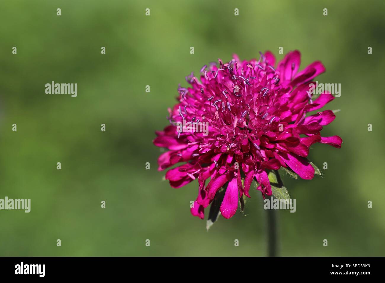 Knautia macedonica 'Red Knight' Stock Photo - Alamy