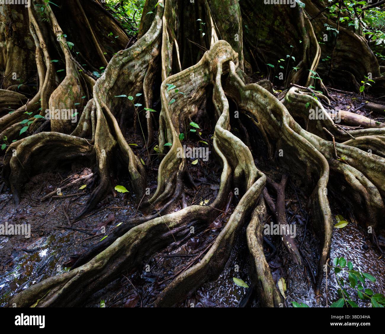 Arbol de mangrove hi-res stock photography and images - Alamy