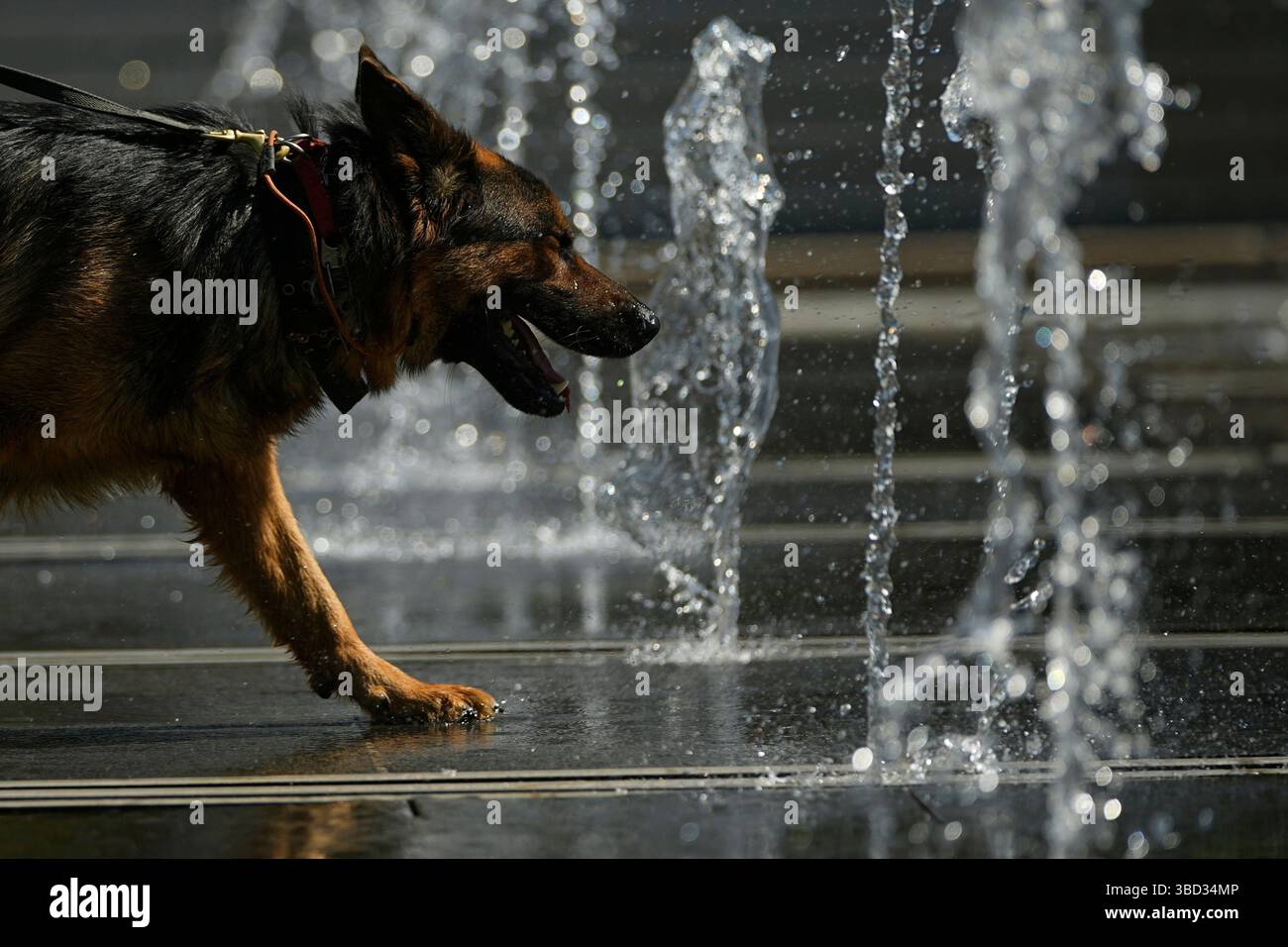 A German Shepherd cools itself in a fountain at Muzeon park in Moscow ...