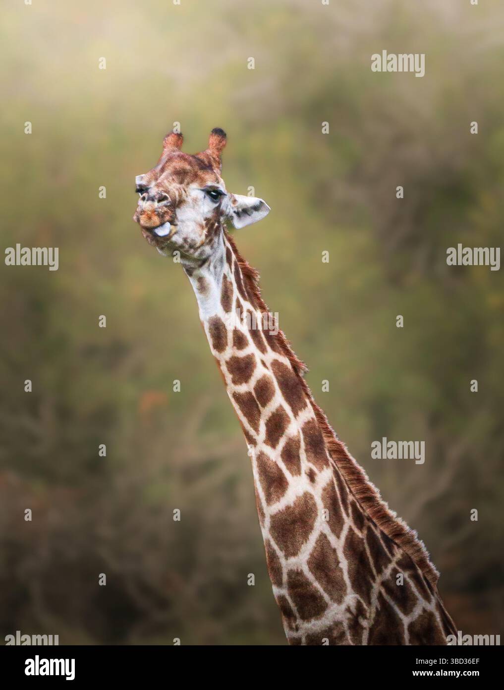 Funky giraffe hi-res stock photography and images - Alamy