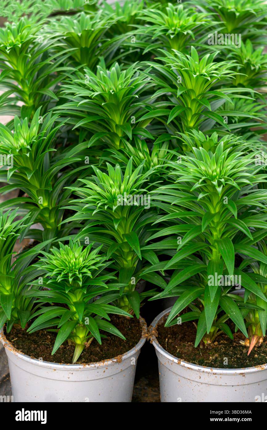 lily flower seedlings in flower pots in a greenhouse, for sale Stock ...