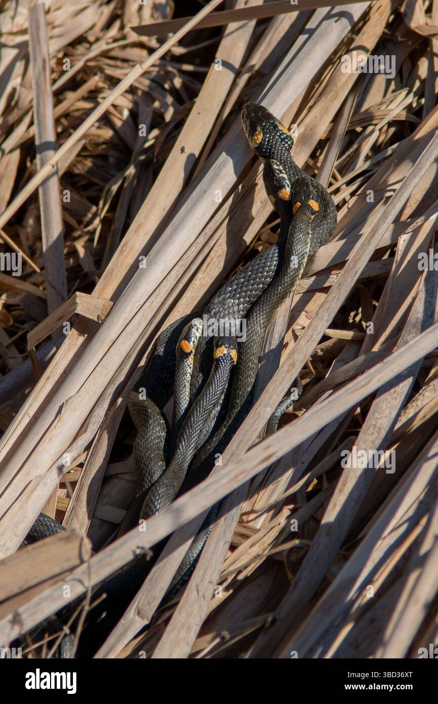 Grass Snake sometimes called the ringed snake or water snake, is a ...