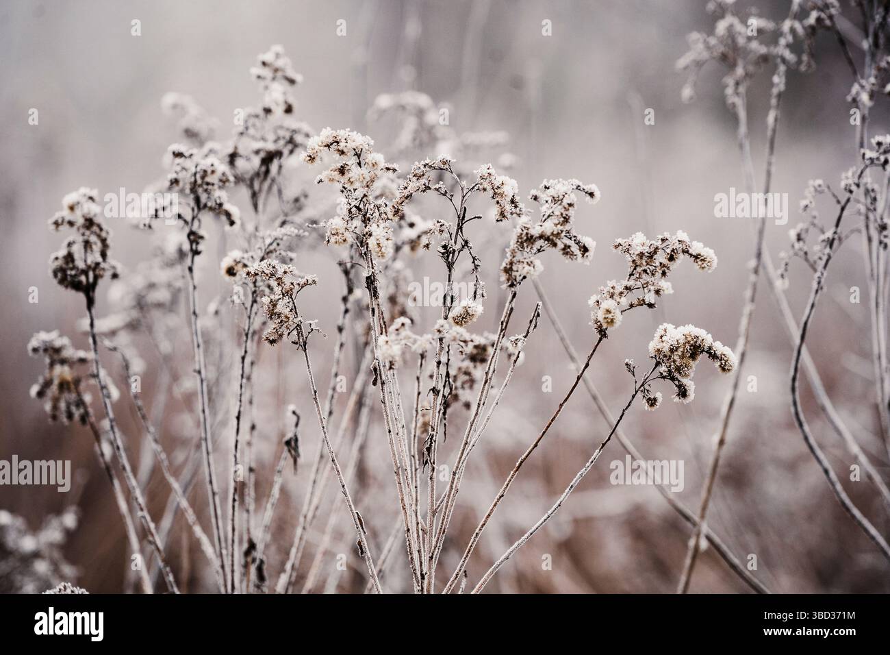 Frozen plants during frost in the field. Beautiful winter natural ...