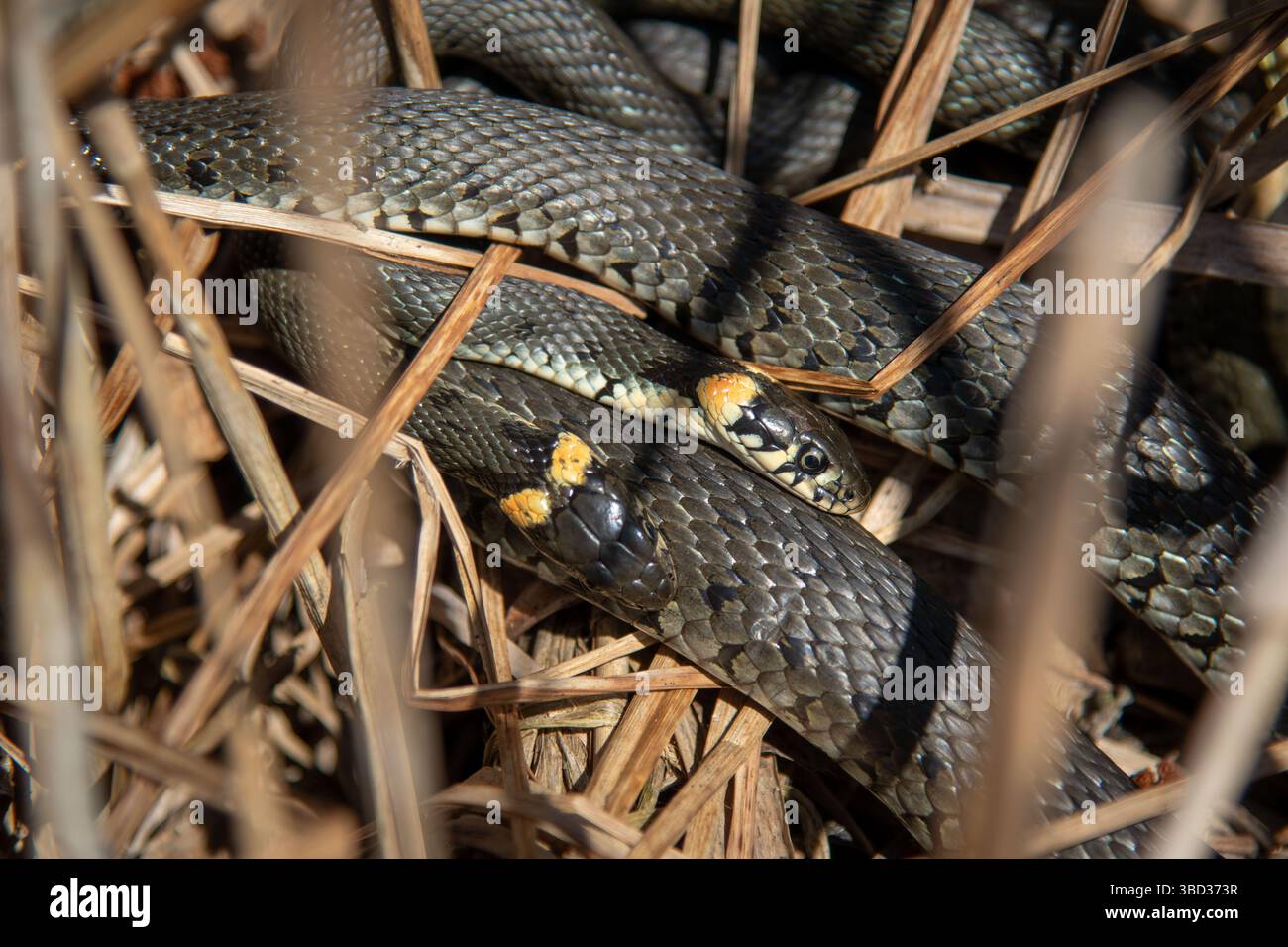 Grass Snake sometimes called the ringed snake or water snake, is a ...