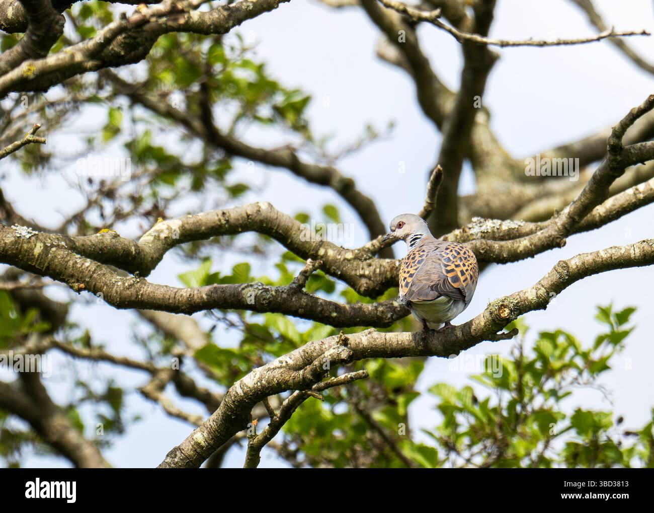 A Turtle Dove, Streptopelia turtur in an Oak Tree in Kent, UK Stock ...