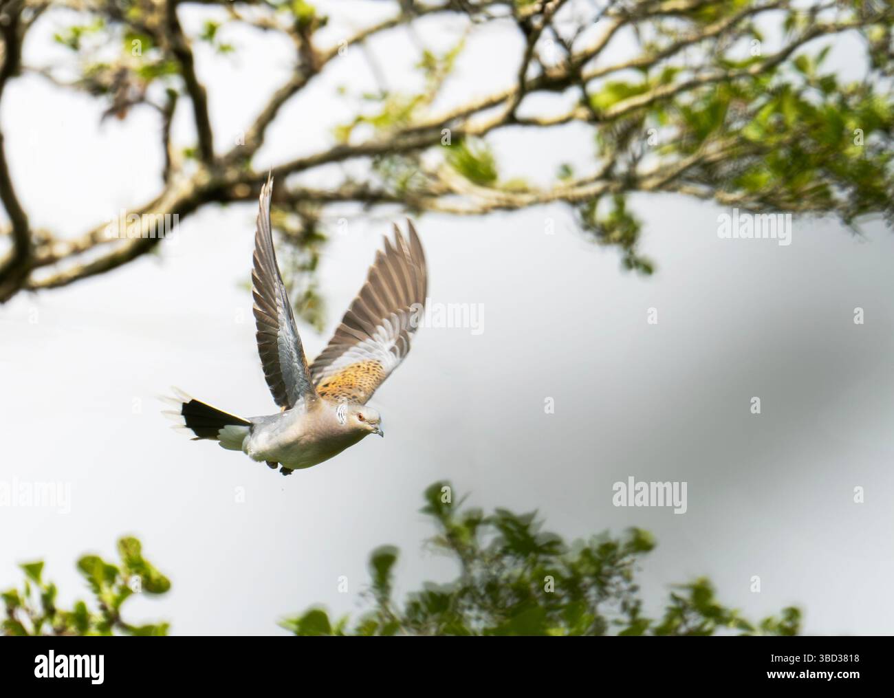 A Turtle Dove, Streptopelia turtur in an Oak Tree in Kent, UK Stock ...