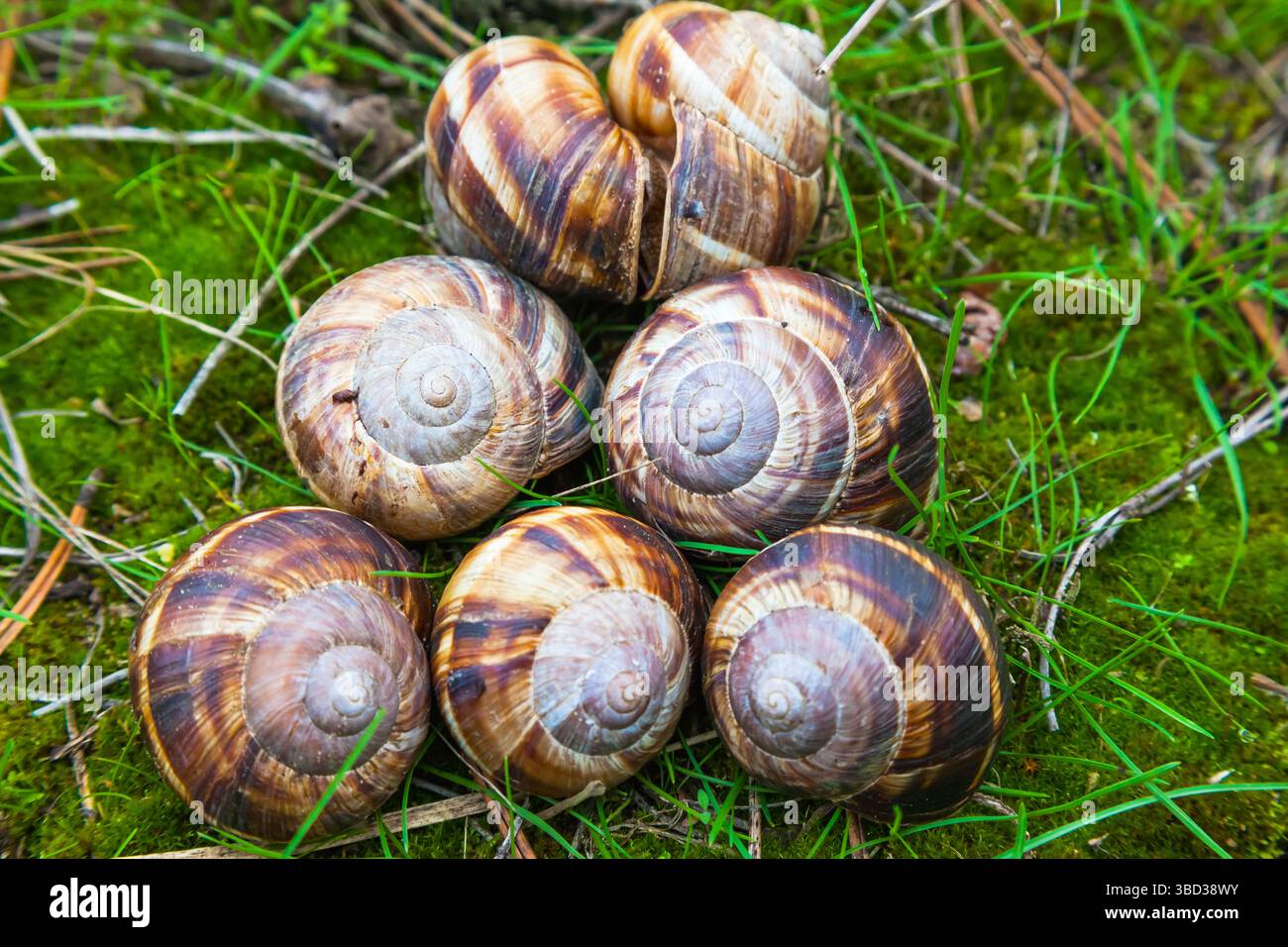 Snail shells on moss hi-res stock photography and images - Alamy
