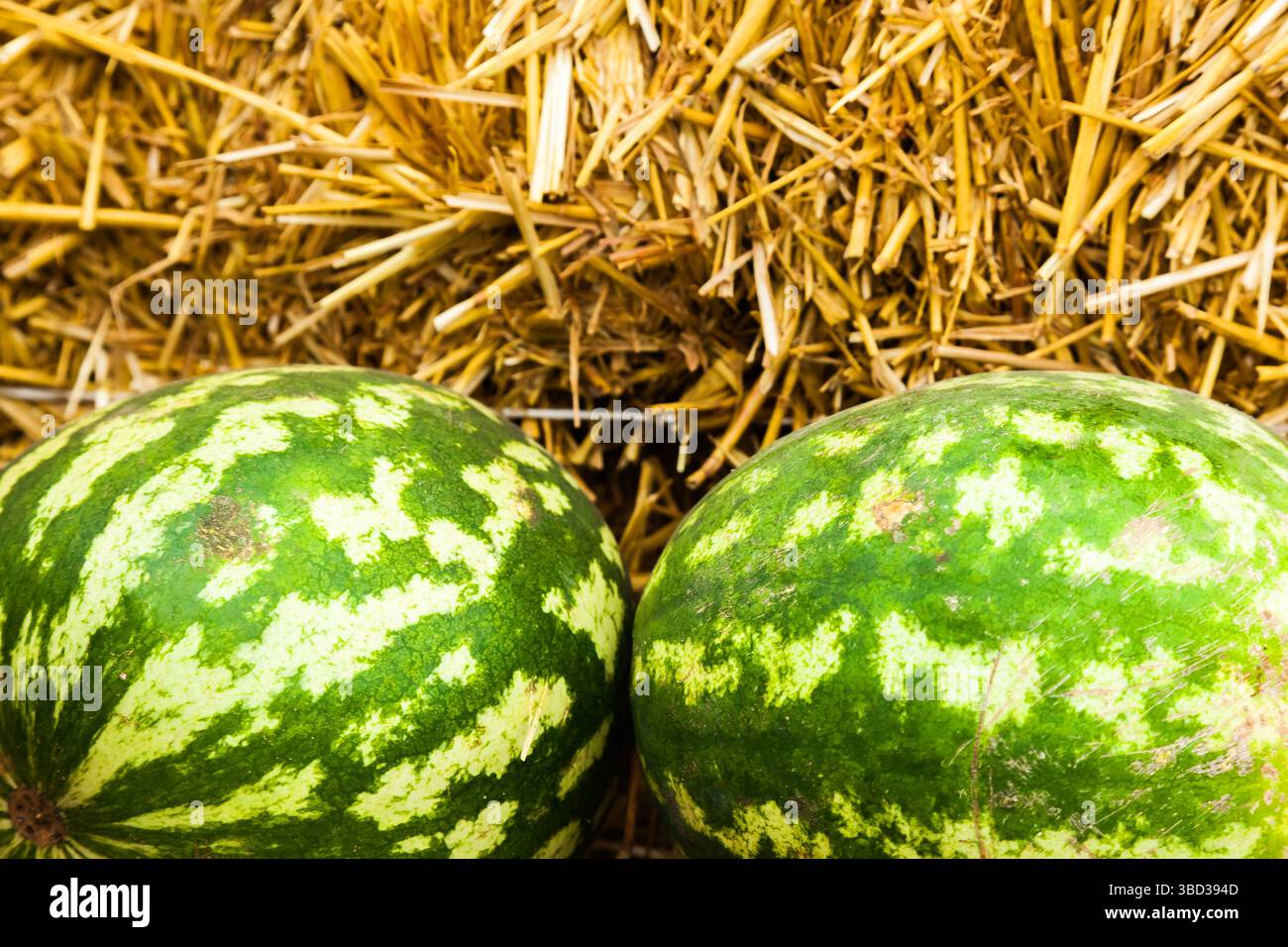 Watermelons in straw hi-res stock photography and images - Alamy