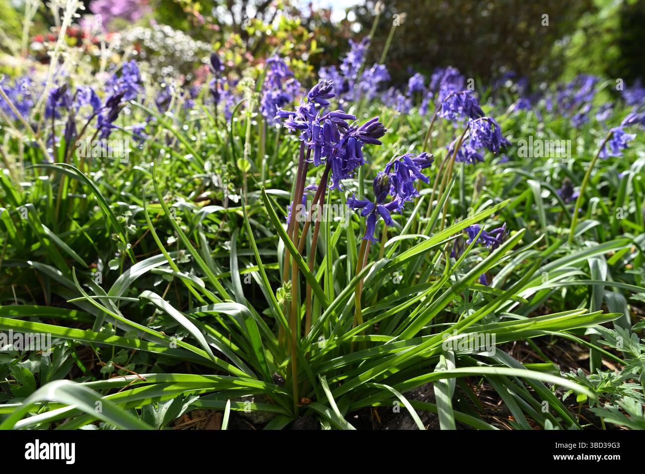Beautiful blue spring flowers of English Bluebells, Hyacinthoides non ...