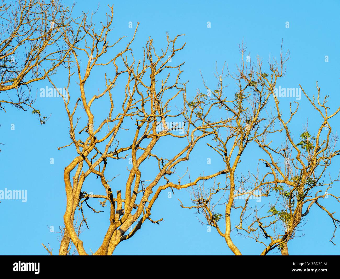 An ash tree dying with Ash Die Back disease, lit by the setting sun in ...