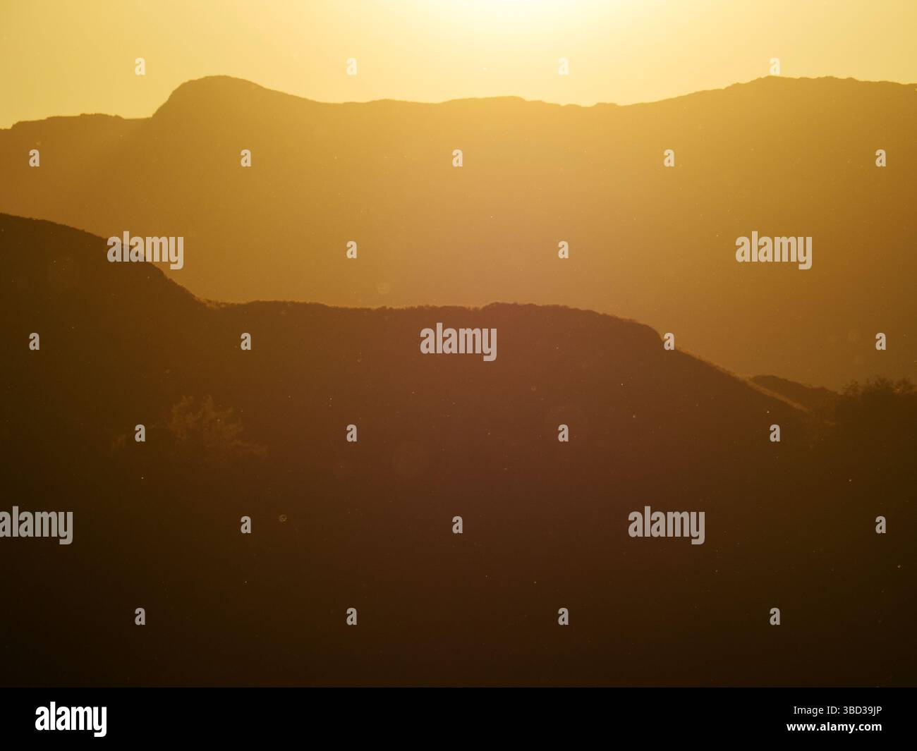 Pollen and seeds floating in the air lit by the setting sun in ...