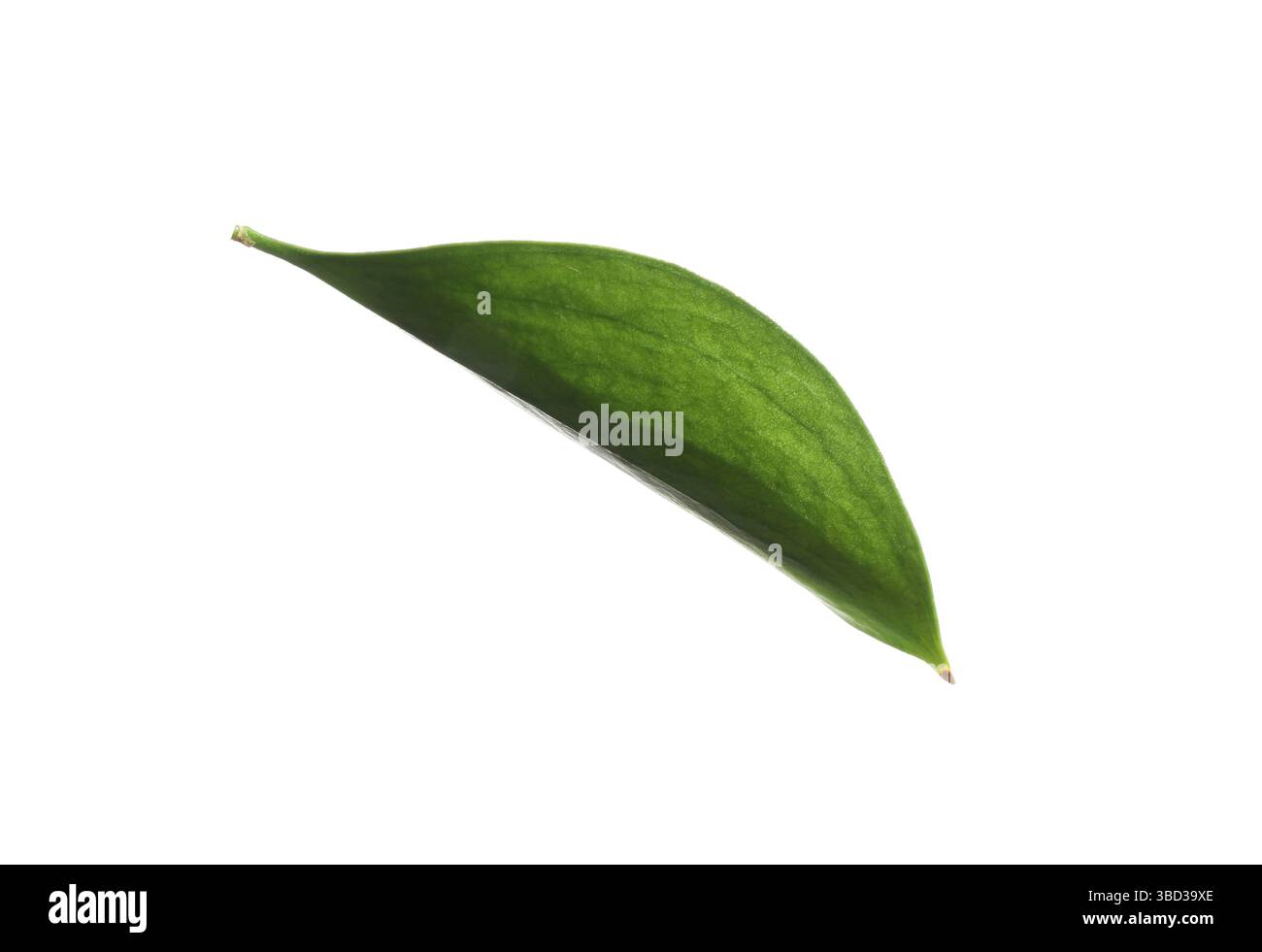One fresh green Ruscus leaf isolated on white Stock Photo - Alamy