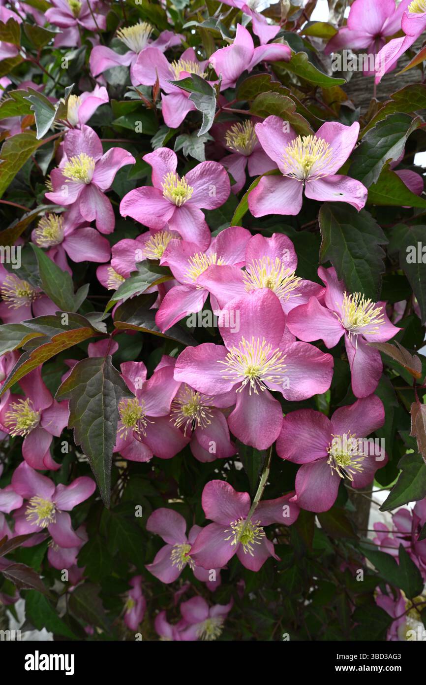 Vivid pink spring flowers of clematis montana Freda UK garden May Stock ...