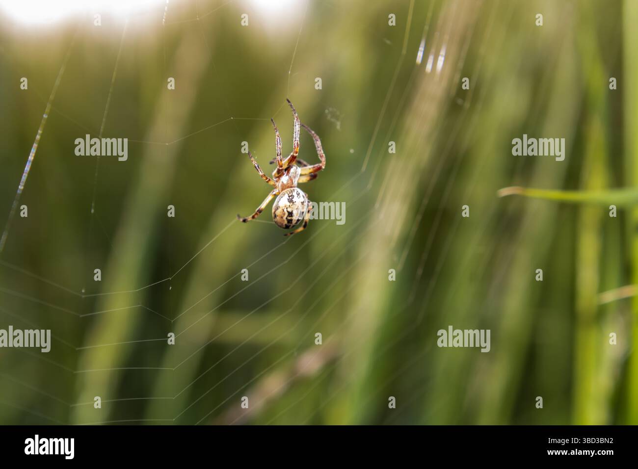 Spinne im sommer hi-res stock photography and images - Alamy